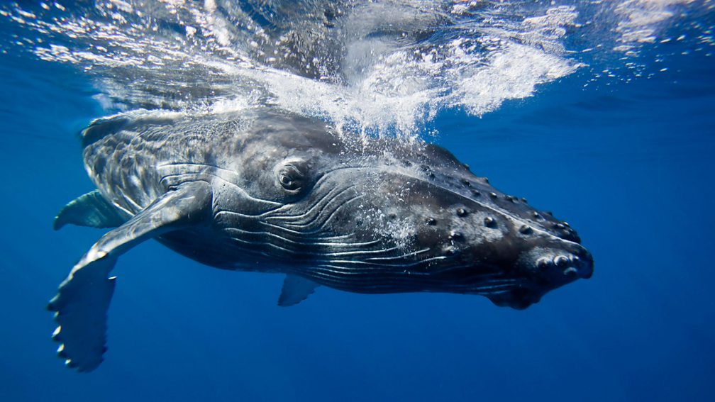 BBC One - Big Blue Live - Blue whale