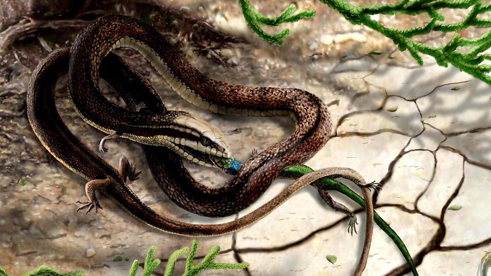 BBC World Service - Science In Action, The Four-Legged Hugging Snake ...