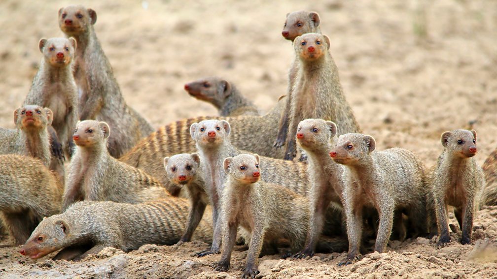 BBC One - Animal Super Parents - Meerkats