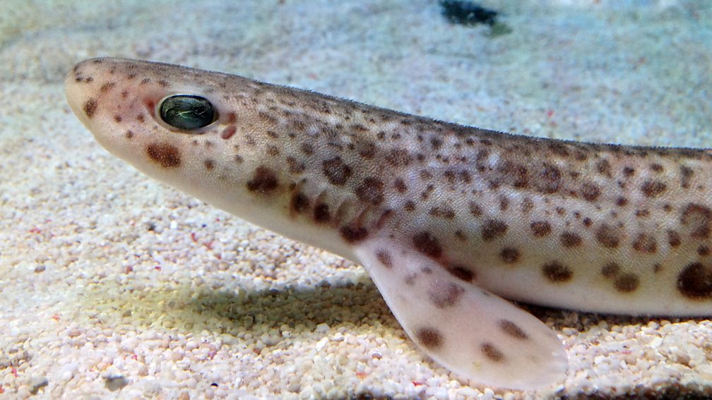 BBC One - Big Blue UK - Lesser-spotted dogfish