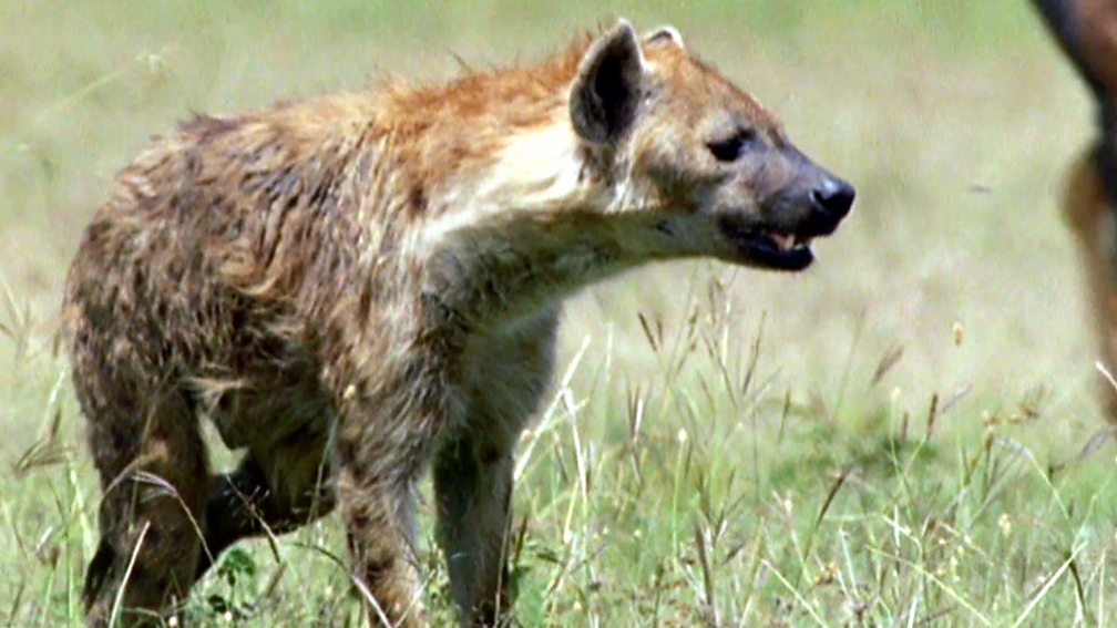 BBC ALBA - Aithne air Ainmhidhean/All About Animals