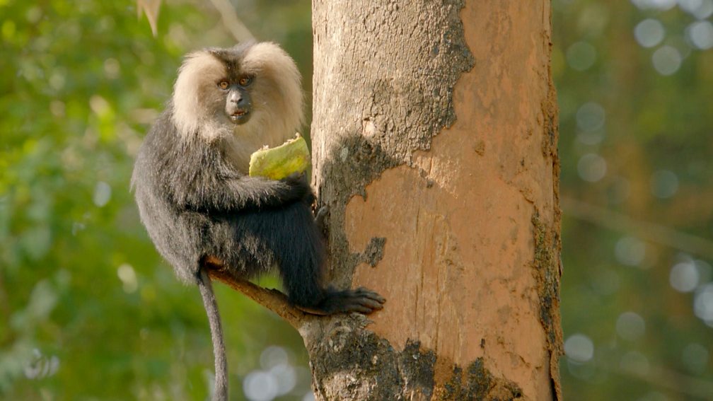 BBC Two - India: Nature's Wonderland
