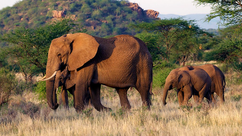BBC Two - This Wild Life - Episode guide