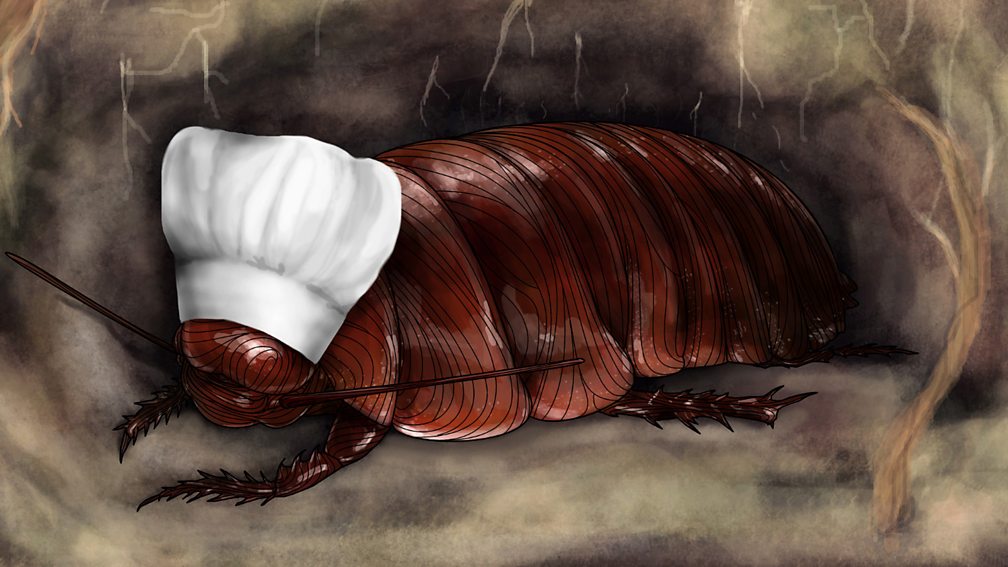 BBC Radio 4 - Natural Histories, Cockroach, The World According to ...