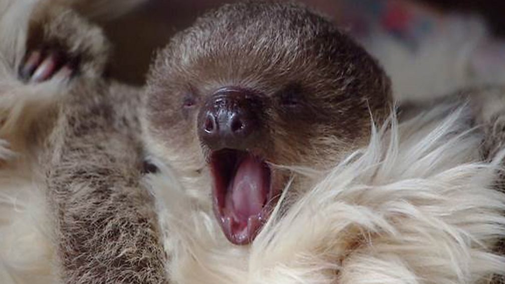 BBC Radio 4 - All in the Mind, Mindfulness, Rest and slothfulness, All ...