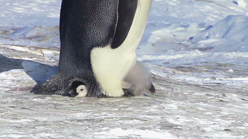 BBC One - Snow Chick - A Penguin's Tale
