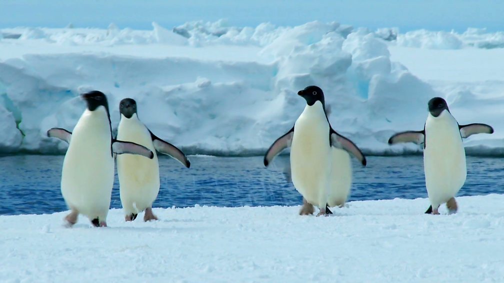 BBC One - Snow Chick - A Penguin's Tale
