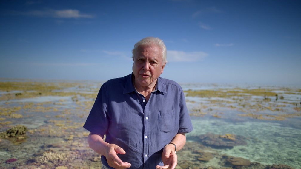 BBC One - Great Barrier Reef with David Attenborough, Episode 3, A ...