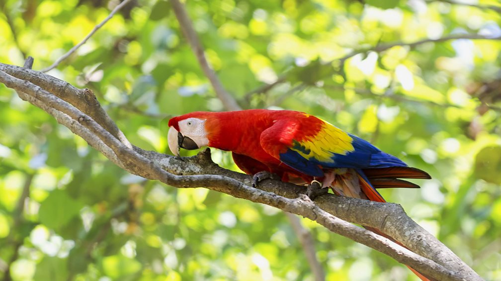 BBC - Costa Rica - a 21st Century Environmental Leader