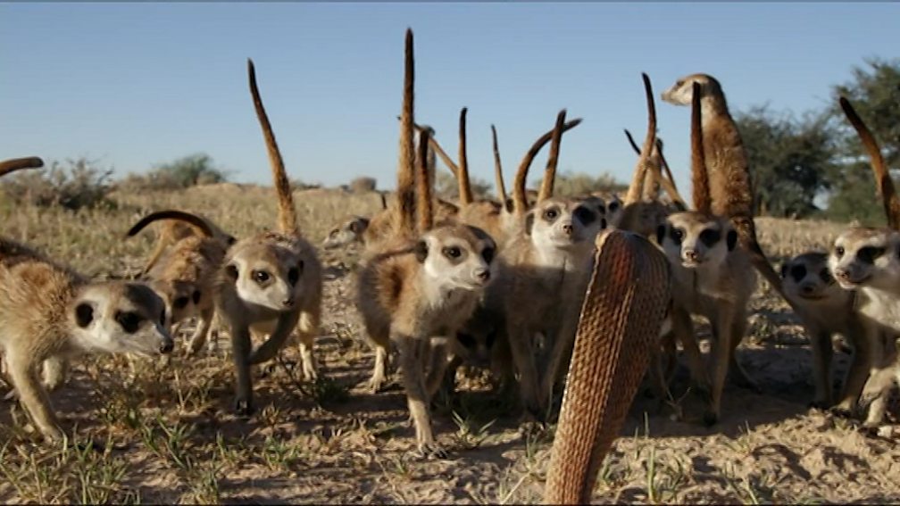 BBC One - Life Story, Series 1, First Steps, David Attenborough meets ...