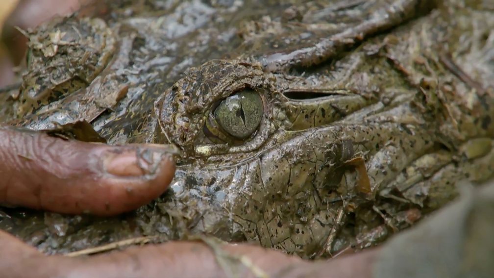 BBC Two - Tribes, Predators & Me, Series 1