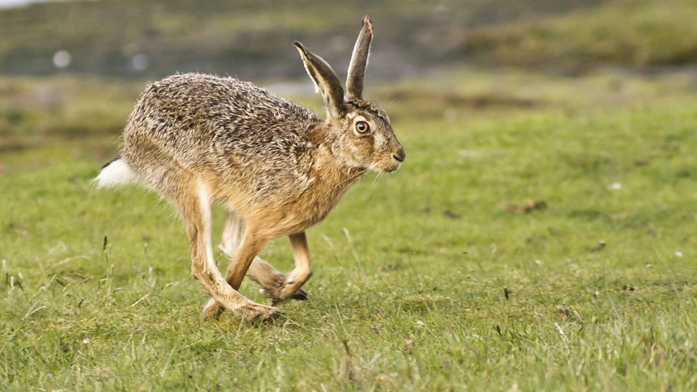 BBC Radio 4 Extra - The Running Hare by John Lewis-Stempel