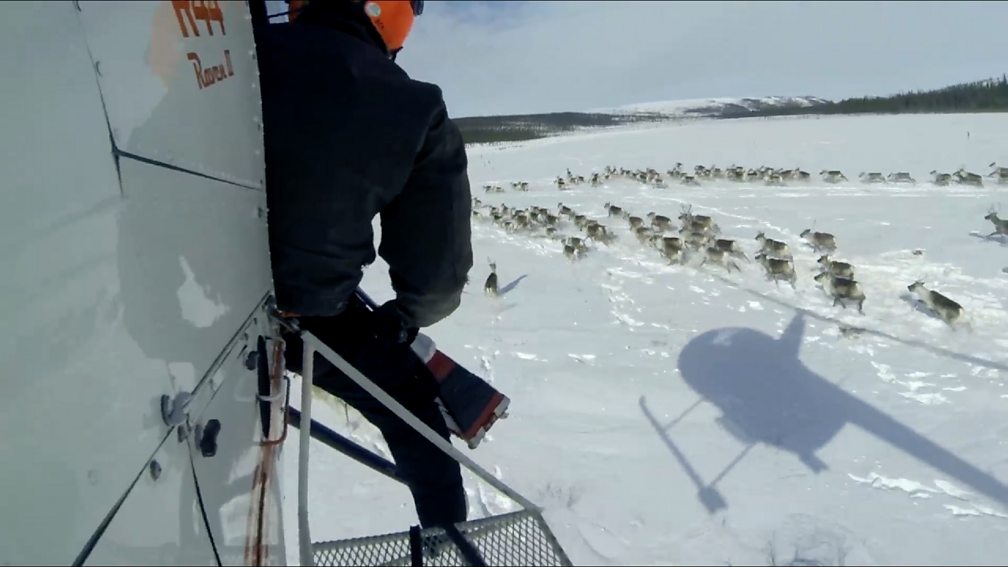 BBC One - Nature's Epic Journeys, Caribou, Collaring Caribou