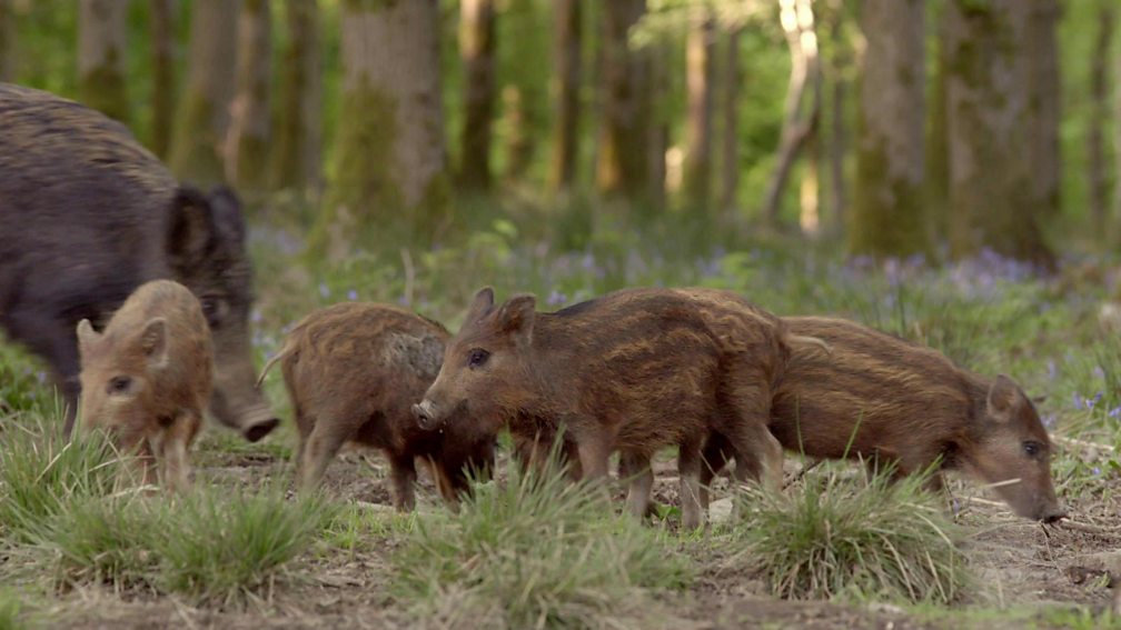 BBC Two - Springwatch, 2016, The wild boar's magnificent comeback