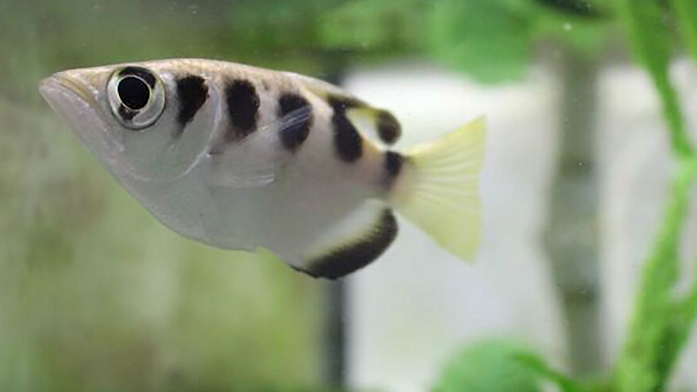 BBC World Service - The Newsroom, Fish 'can recognise human faces'