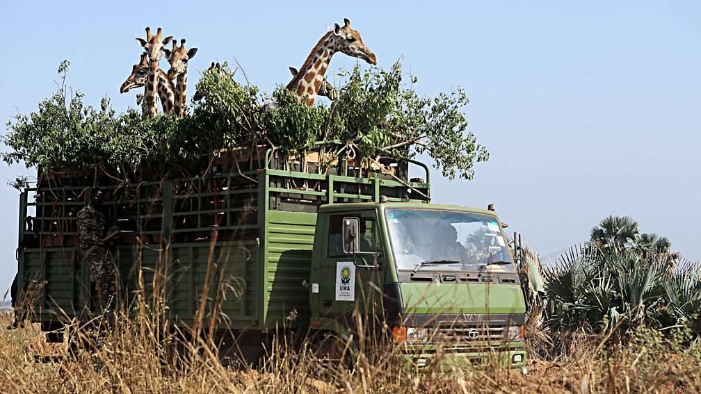 BBC Two - Natural World, 2016-2017, Giraffes: Africa's Gentle Giants ...