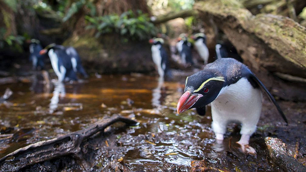 BBC Two - New Zealand: Earth's Mythical Islands - Forest penguins
