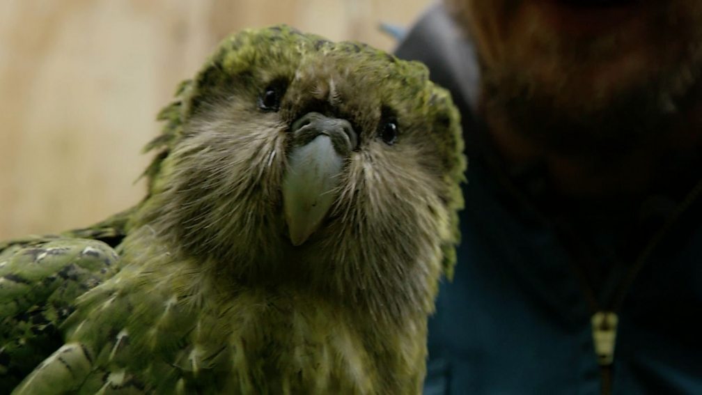 BBC Two - New Zealand: Earth's Mythical Islands