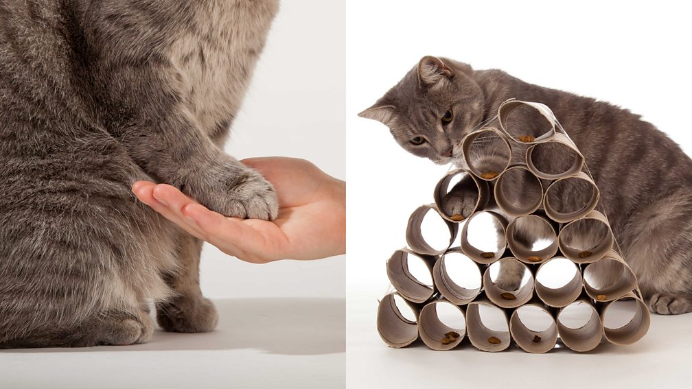 BBC Radio 4 - Radio 4 in Four - The Cat-a-list: 16 things you never ...