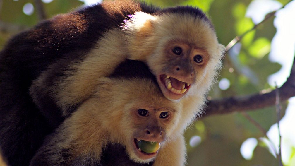 BBC One - Ingenious Animals, Relationships, How to speak big cat