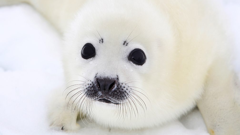 BBC One - Animal Babies, Water Babies, In pictures... - Baby harp seal ...