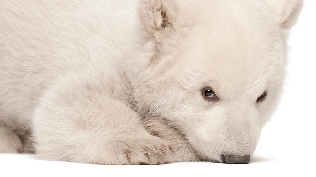 BBC One - Animal Babies