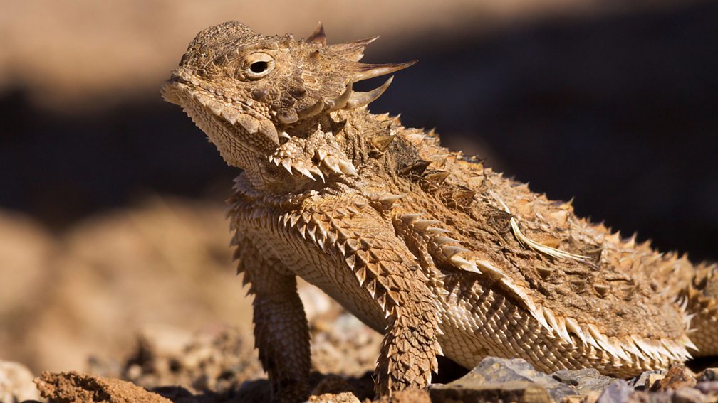 BBC Two - Wild West - America's Great Frontier, Desert Heartlands, In ...