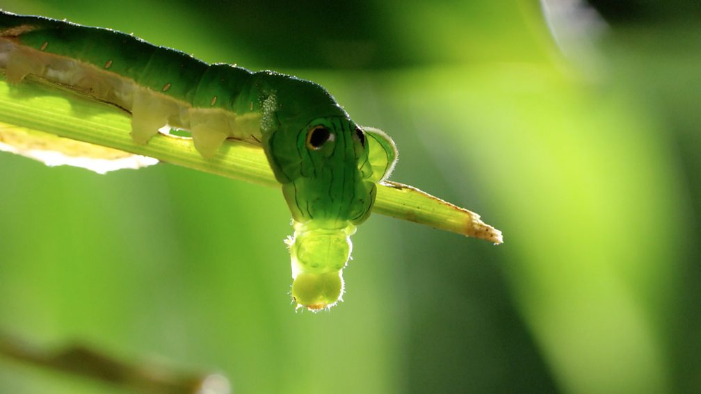 BBC One - Planet Earth II - More tales from Planet Earth II