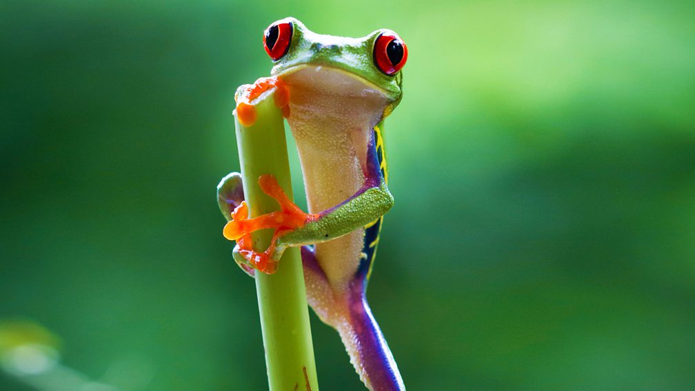 BBC One - Planet Earth II