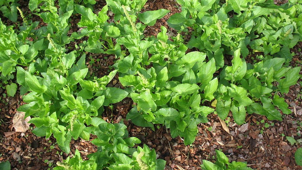 BBC Radio 4 - The Food Programme, The Ark of Taste: The world’s most ...