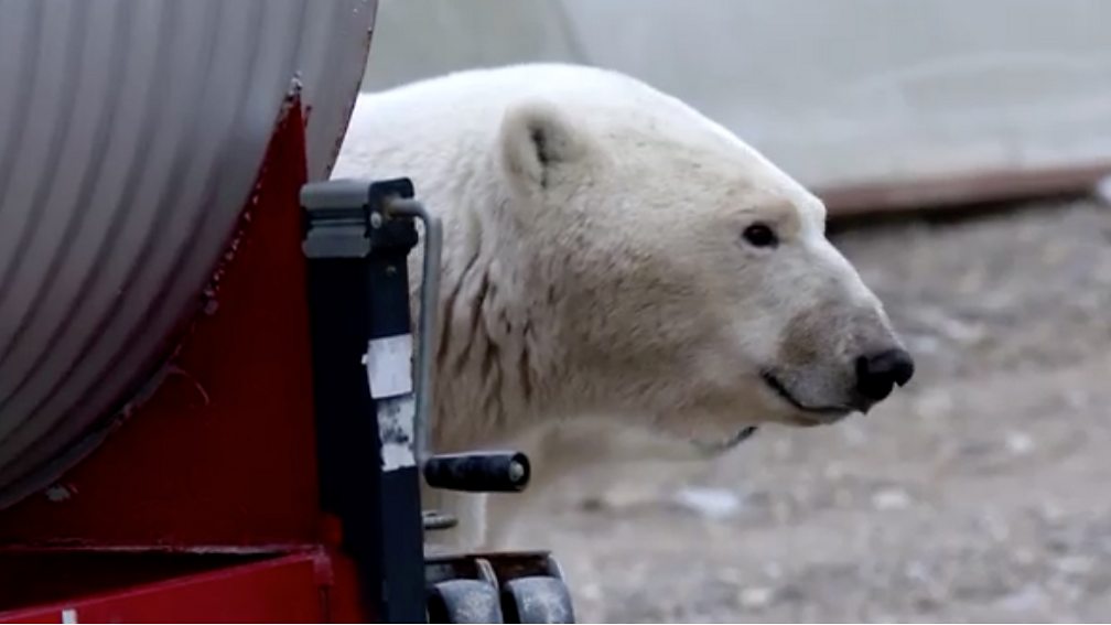 BBC Two - Life in Polar Bear Town with Gordon Buchanan, Bears at sunset