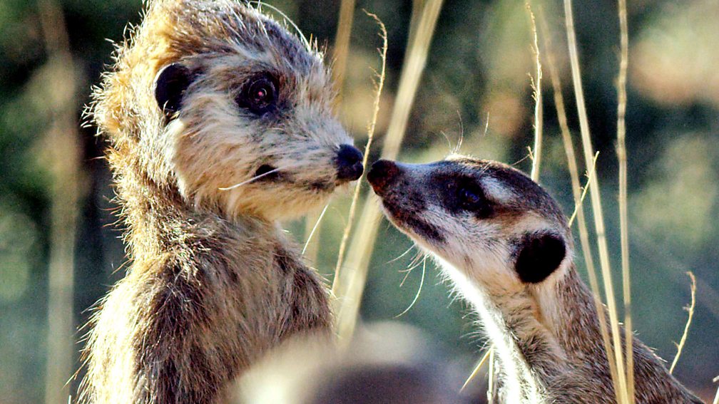 BBC One - Spy in the Wild, Series 1 - Episode guide