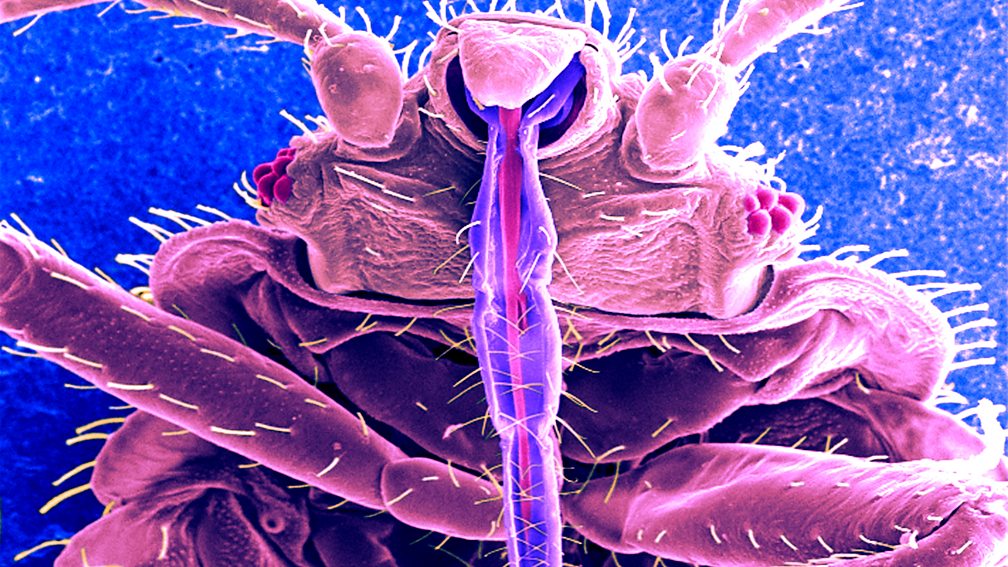 BBC Radio 4 - In Our Time, Parasitism