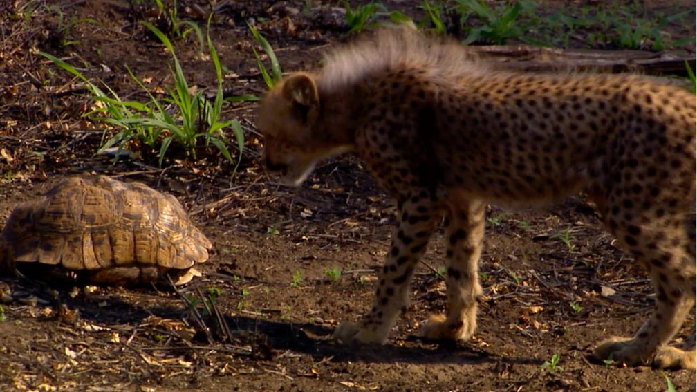 BBC Two - Natural World, 2016-2017, Cheetahs: Growing Up Fast, Tortoise ...