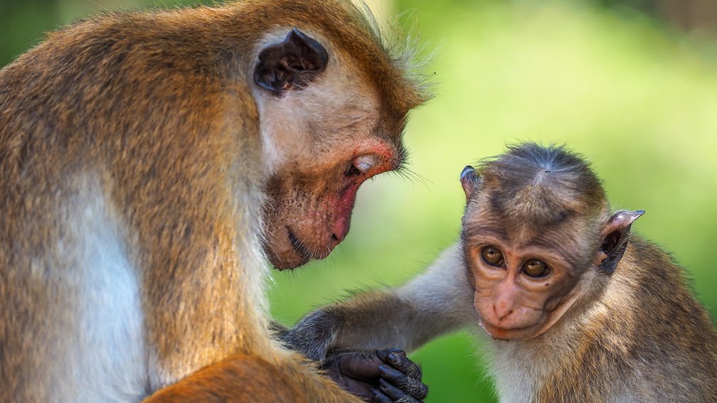 CBeebies - Andy's Baby Animals - Episode guide