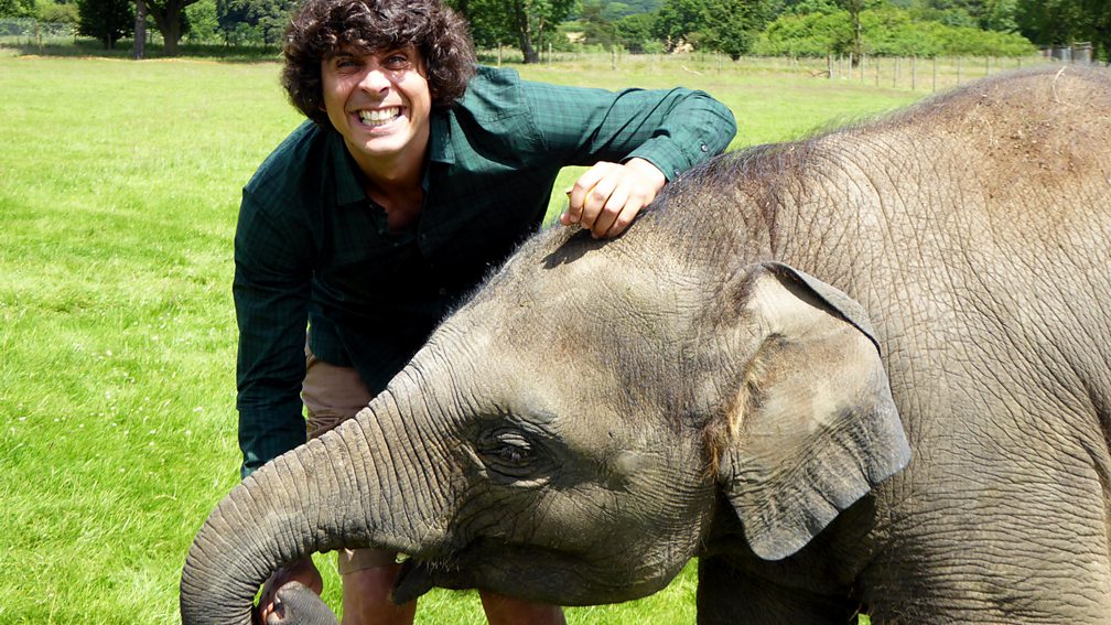 BBC - iPlayer Kids Awesome Animals