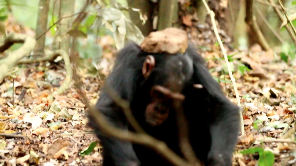 BBC Two - Nature's Weirdest Events, Series 1, Episode 1, When toads explode