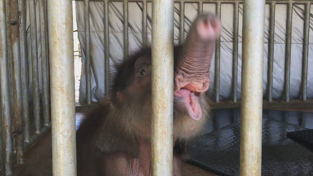 BBC World Service - Outlook - Amazing stories of people saving animals