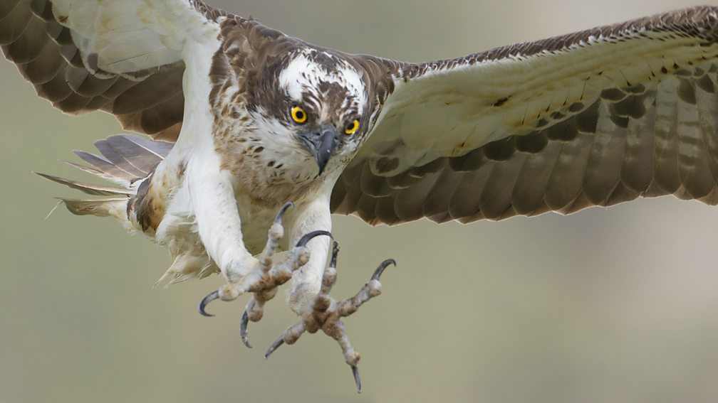 BBC Scotland - Scotland’s Animals