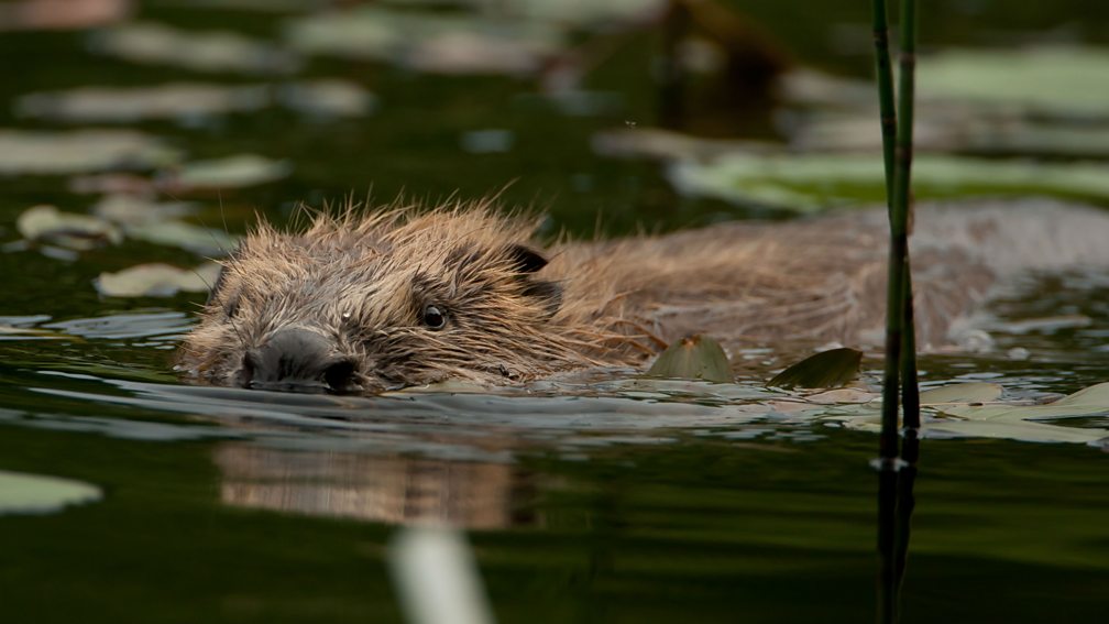 BBC Scotland - Scotland’s Wildlife, Series 1, Supporting native species