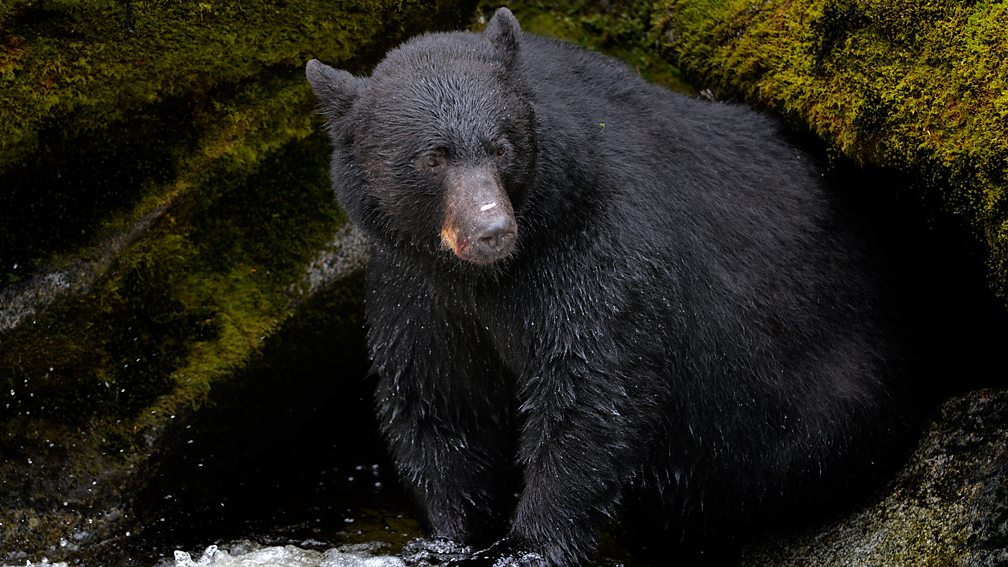 BBC One - Wild Alaska Live - Black bear