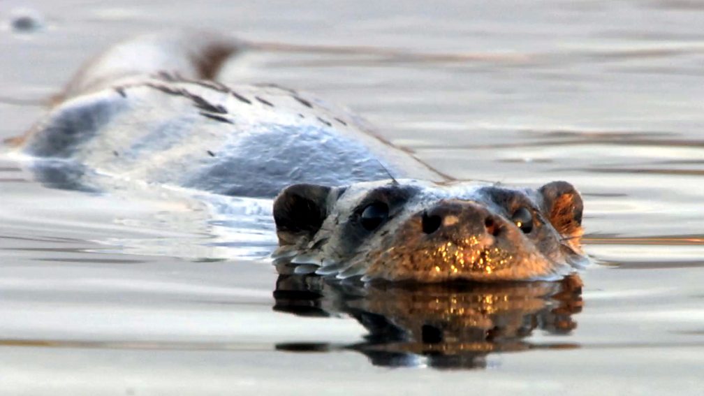 BBC Scotland - BBC Scotland - How Scotland’s otters became famous: the ...