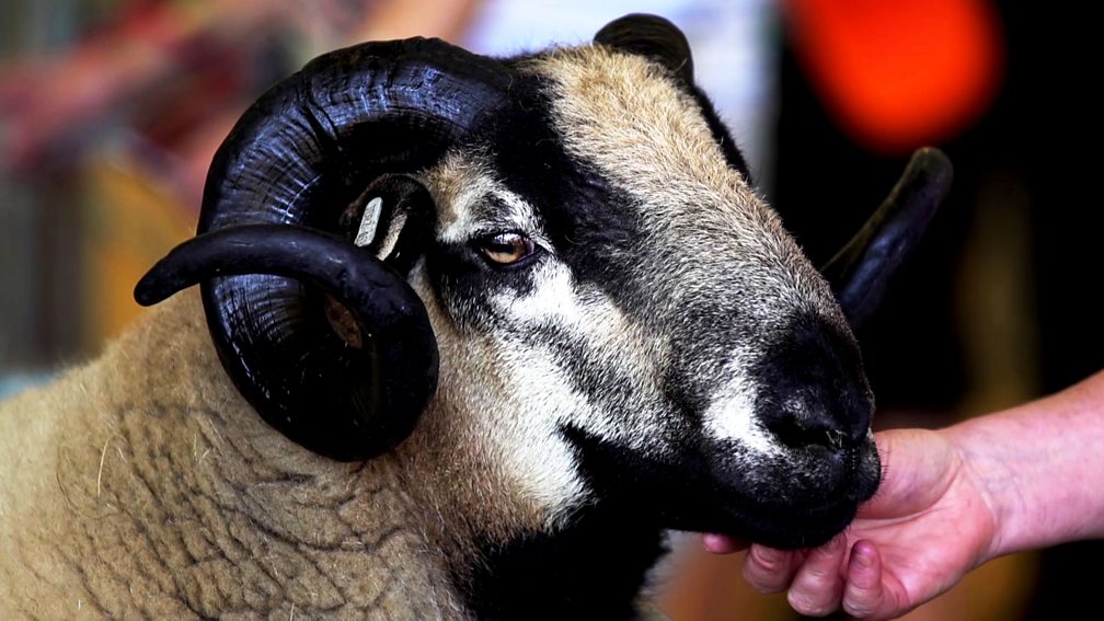 BBC - Programmes categorised as Factual: Pets & Animals - All Programmes