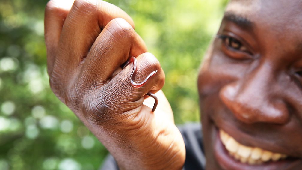 BBC One - Super Small Animals, Meet the Super Small Animals - The pink ...