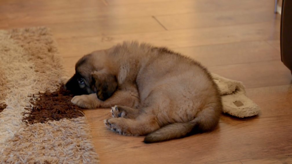 BBC Two - 10 Puppies and Us