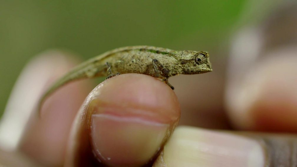 BBC One - Super Small Animals