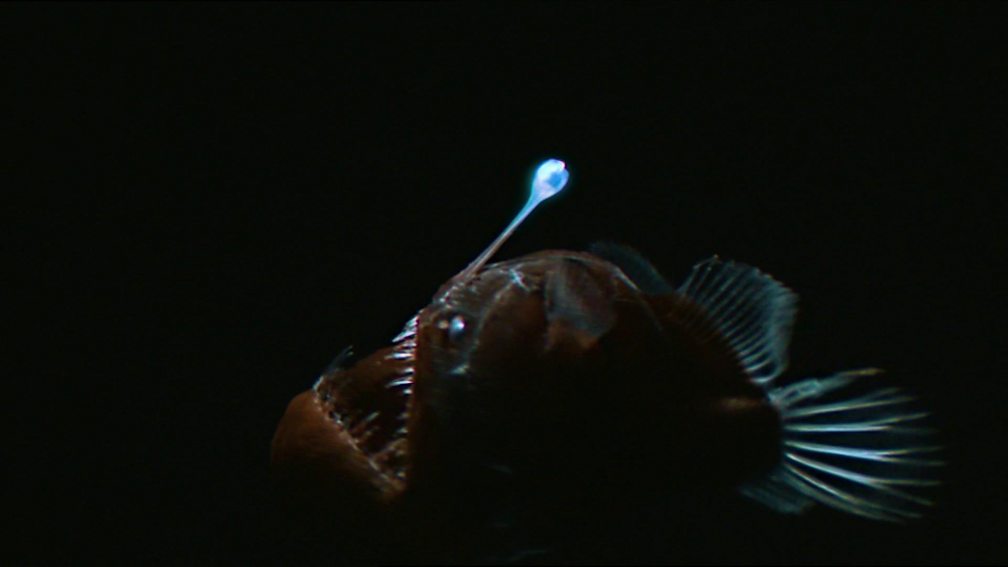 BBC One - Super Small Animals