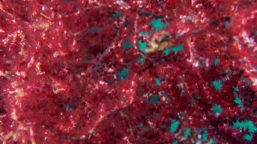 BBC One - Super Small Animals