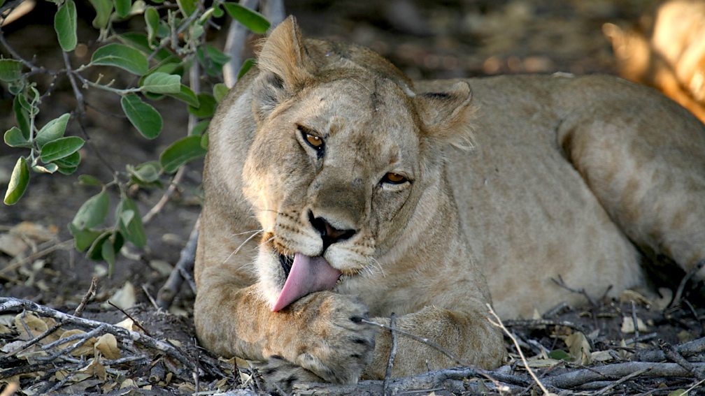 BBC One - Planet Earth - Episode guide