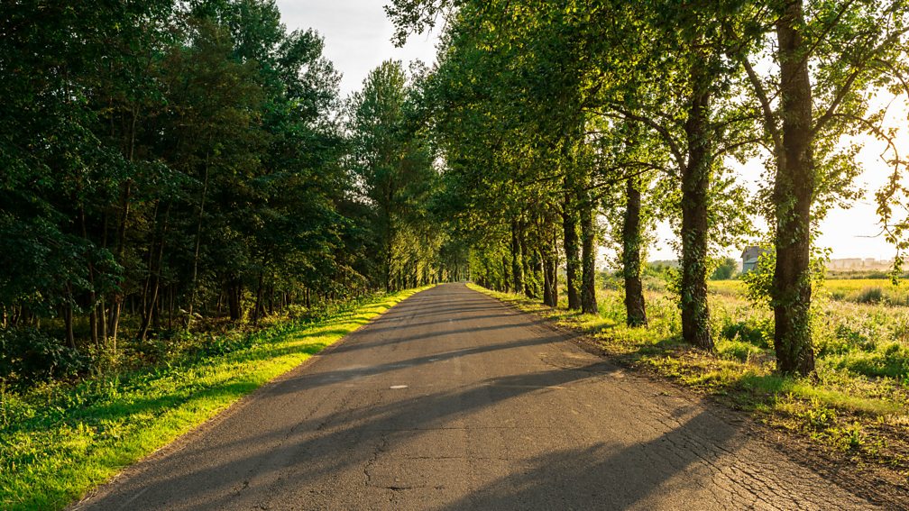 BBC World Service - CrowdScience, Trees v Air Pollution - the Rematch